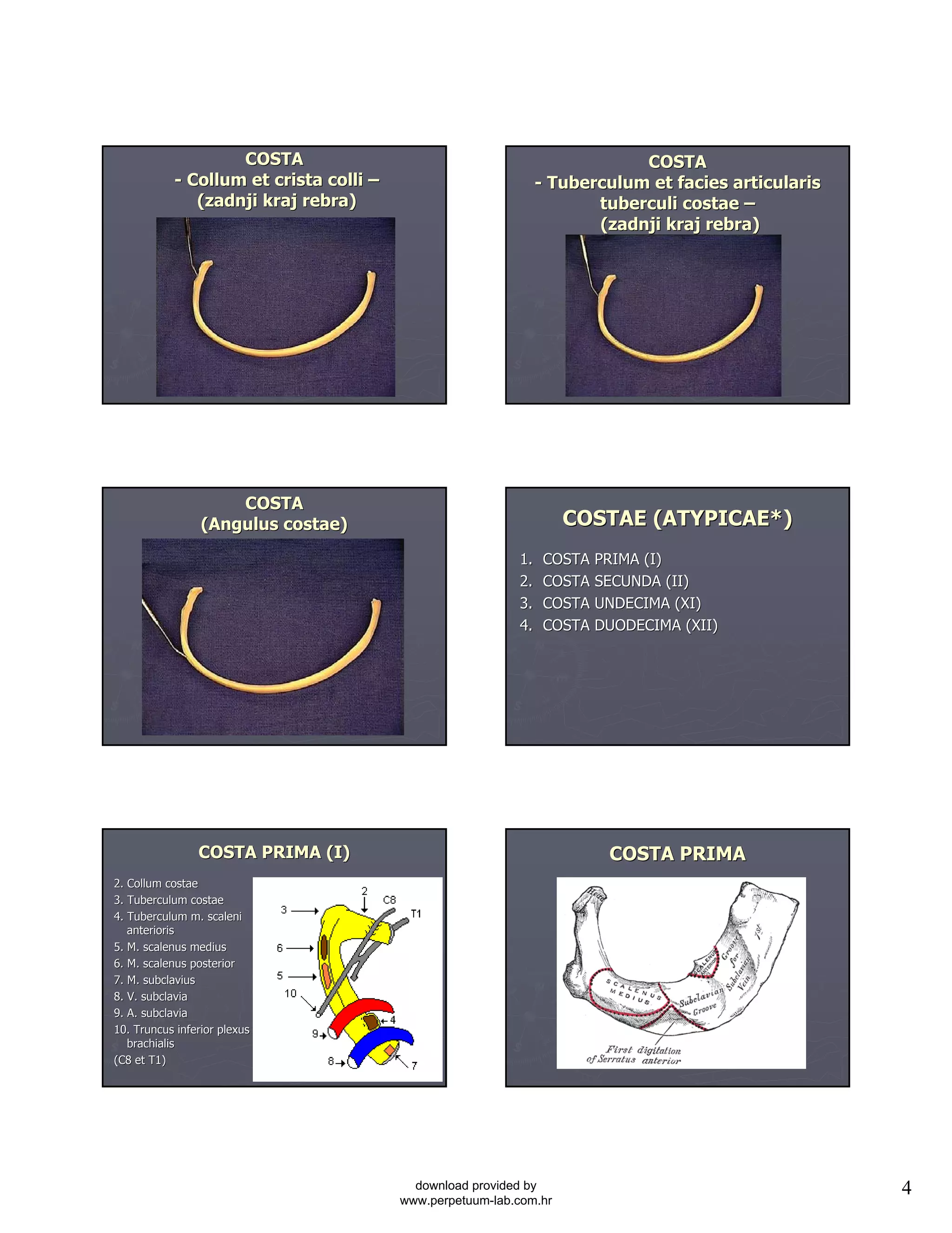 Skeleton thoracis | PDF