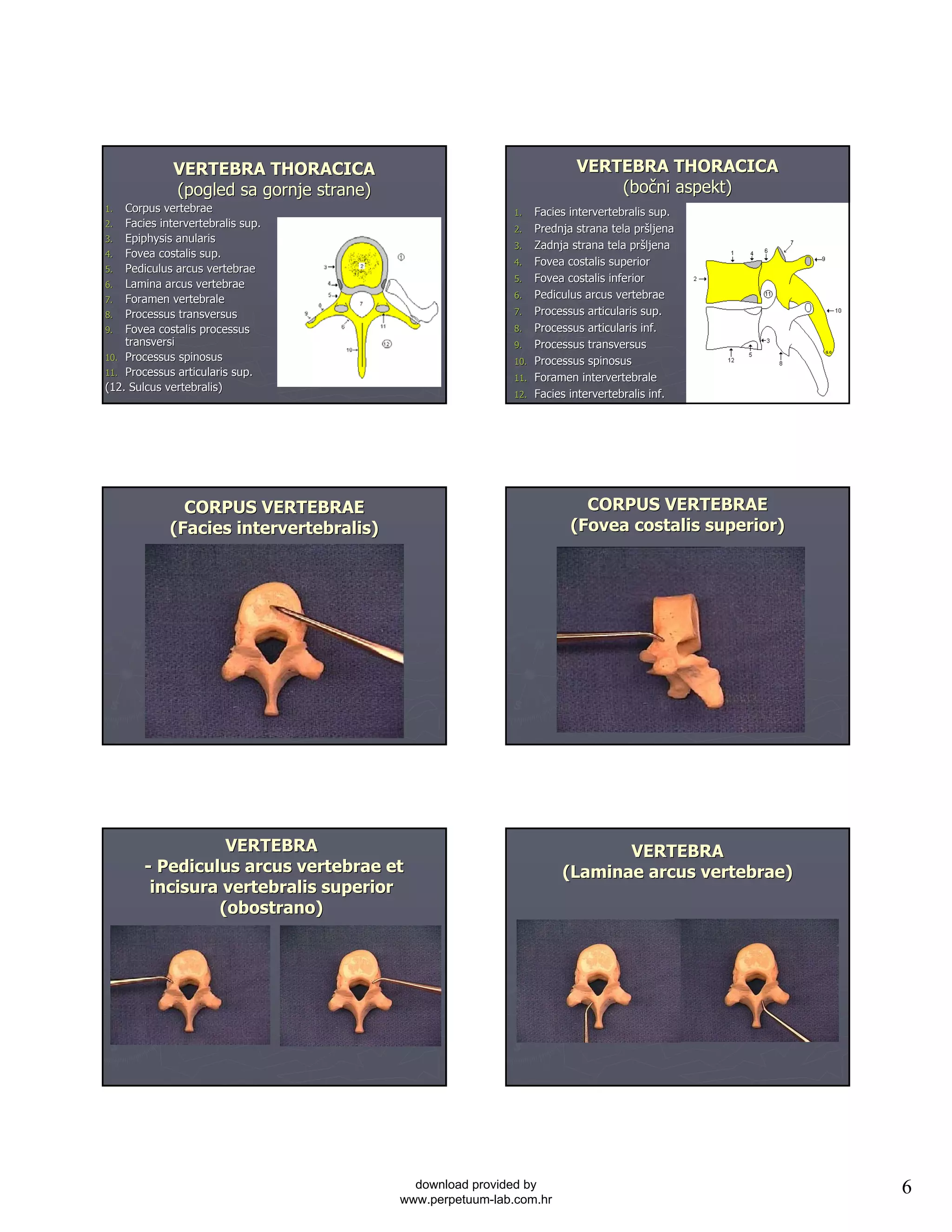 Skeleton thoracis | PDF