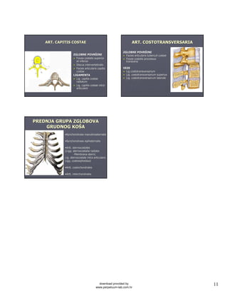 Skeleton thoracis | PDF