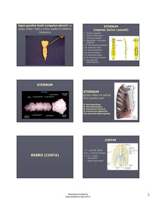 Skeleton thoracis | PDF