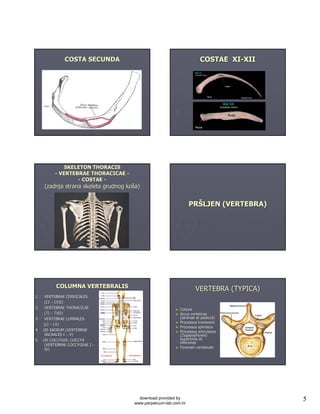 Skeleton thoracis | PDF
