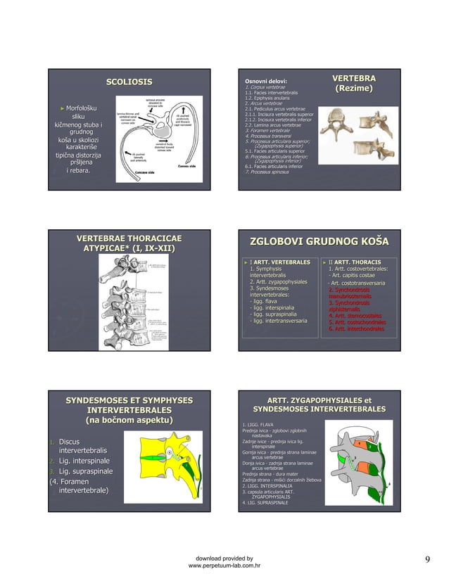Skeleton thoracis | PDF