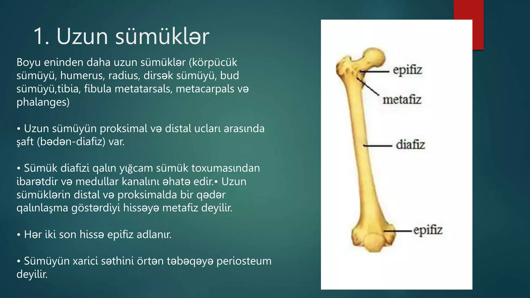 SKELET SİSTEMİNİN KİNEZİOLOGİYASİ.pptx
