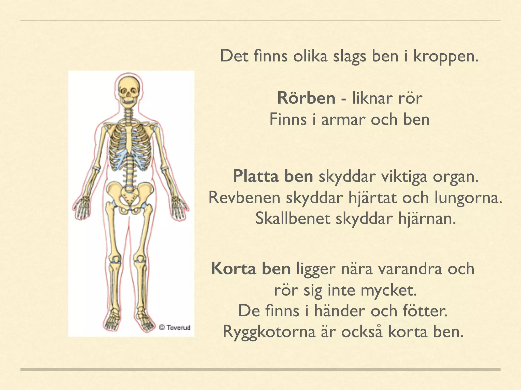 Skelettet. | PDF