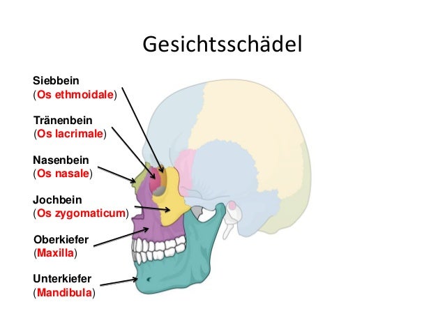 Skelett muskeln