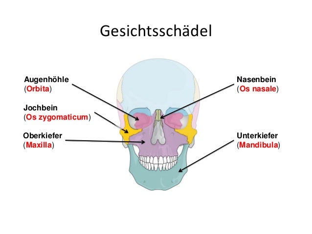 Skelett muskeln