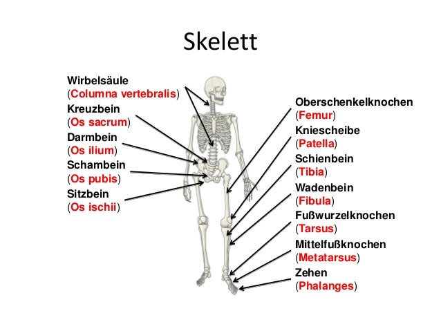 Skelett muskeln