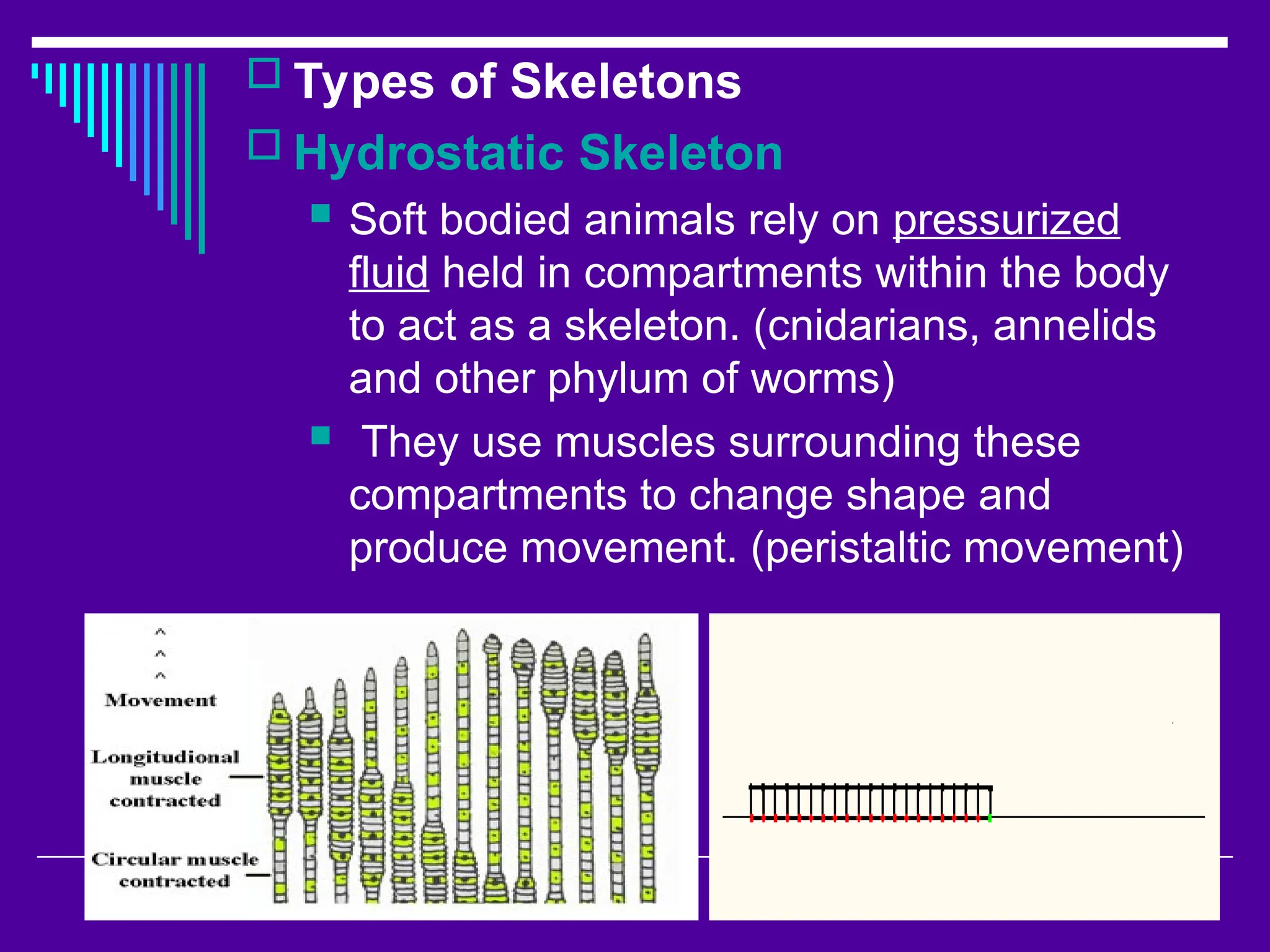 Skeletal system and muscular system of human body | PPT