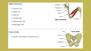 Skeltal system.pdf. Infographic presentation | PPT