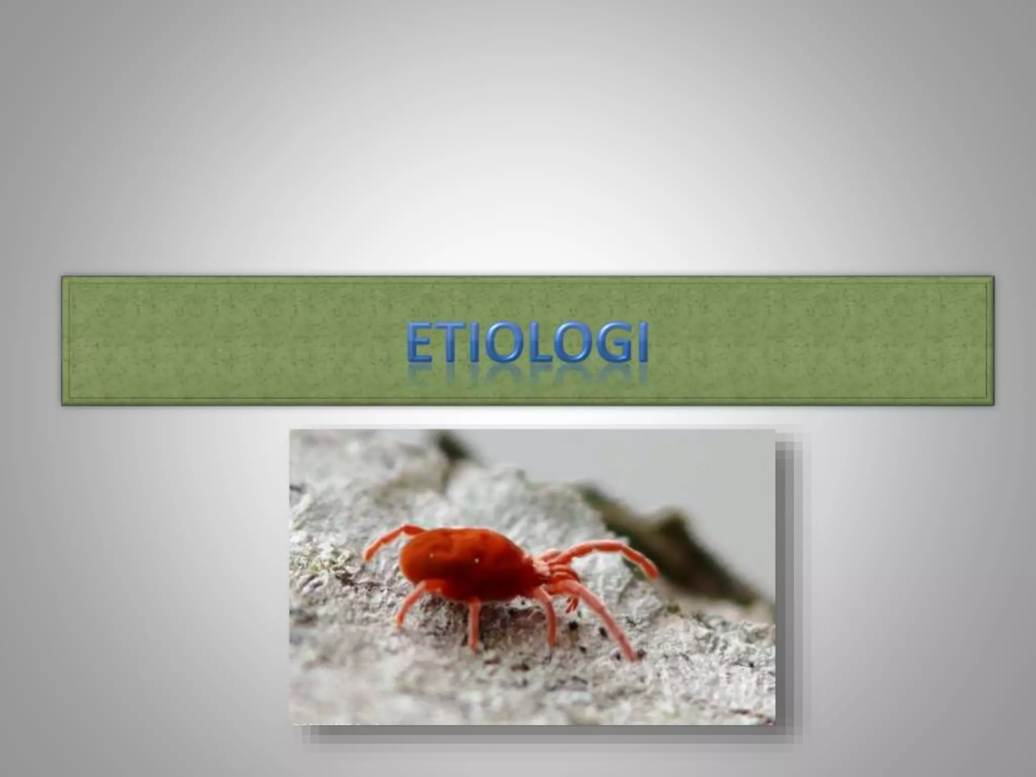 CUTANEUS LARVA MIGRAN / CREEPING ERUPTION | PPTX