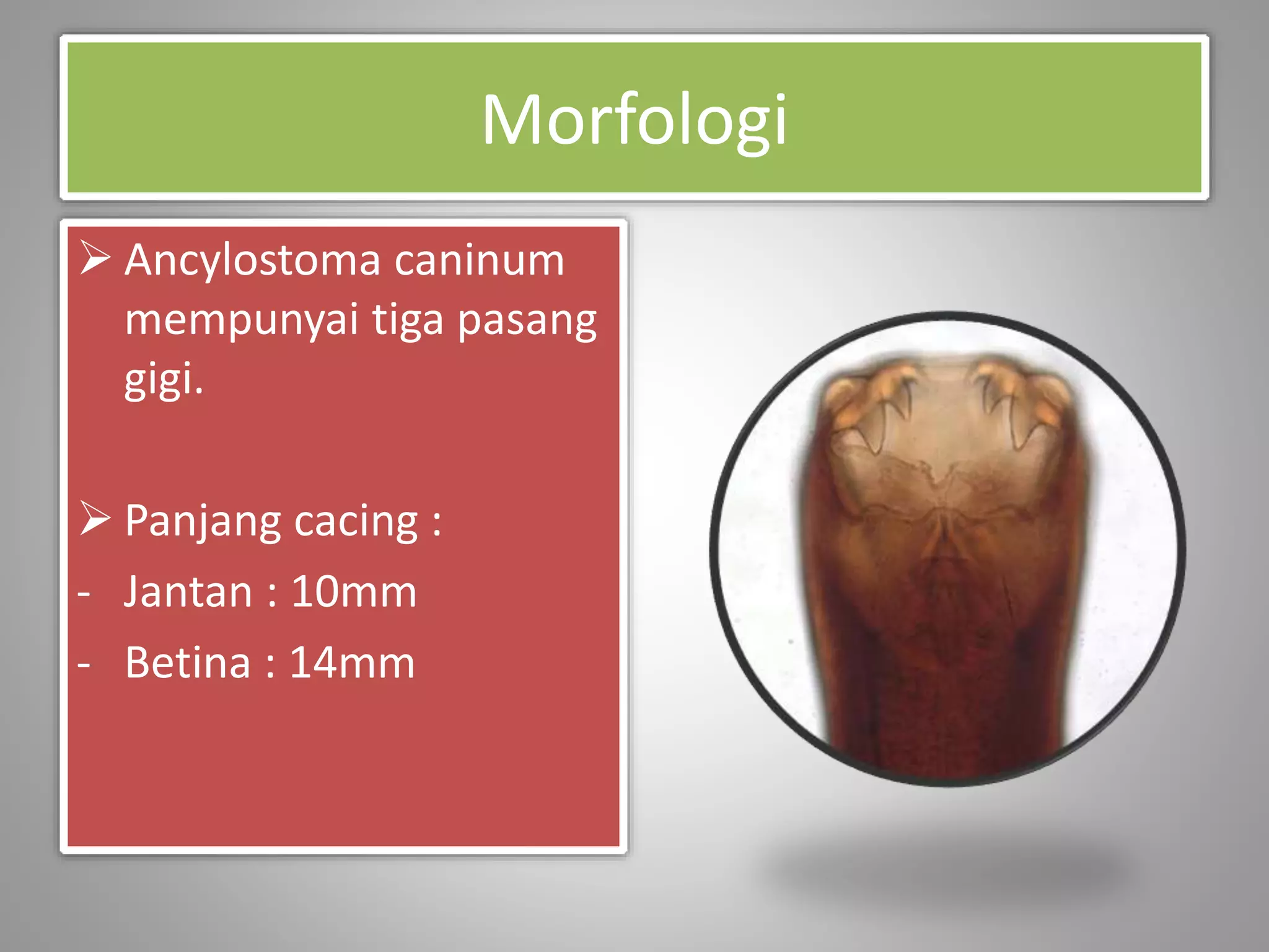 CUTANEUS LARVA MIGRAN / CREEPING ERUPTION | PPTX