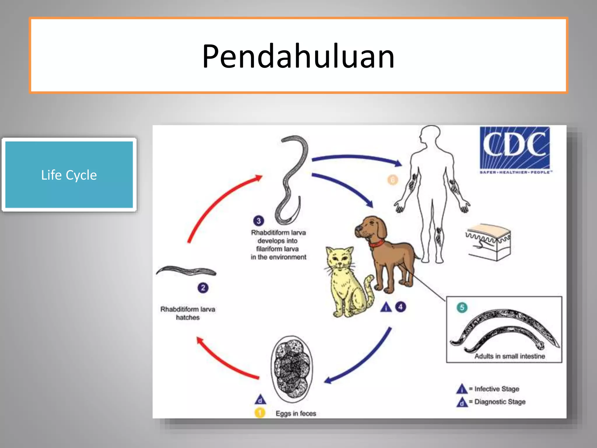 CUTANEUS LARVA MIGRAN / CREEPING ERUPTION | PPTX