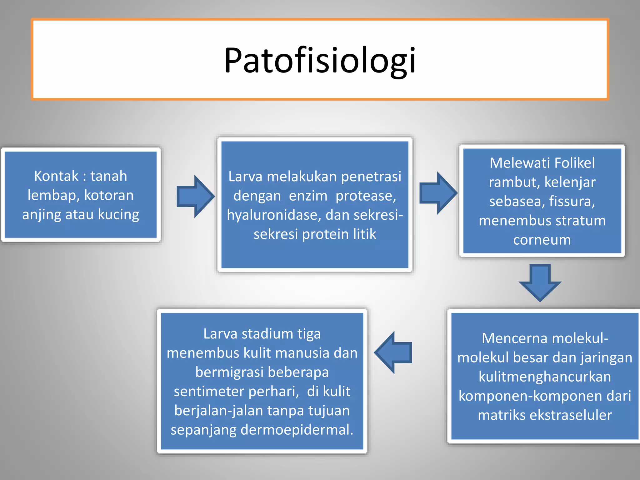 CUTANEUS LARVA MIGRAN / CREEPING ERUPTION | PPTX