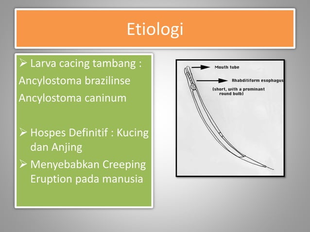 CUTANEUS LARVA MIGRAN / CREEPING ERUPTION | PPTX