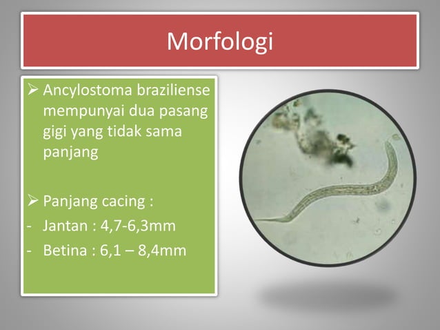 CUTANEUS LARVA MIGRAN / CREEPING ERUPTION | PPTX
