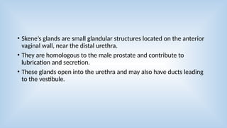 skene glands/ female prostate glands/ paraurethral glands.pptx