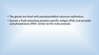 skene glands/ female prostate glands/ paraurethral glands.pptx