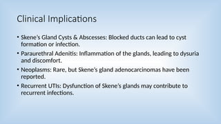skene glands/ female prostate glands/ paraurethral glands.pptx
