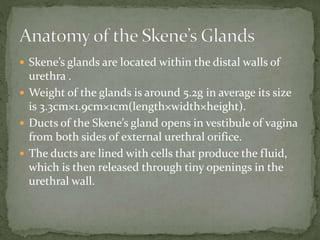 Skene’s gland anatomy and regulations and features | PPTX