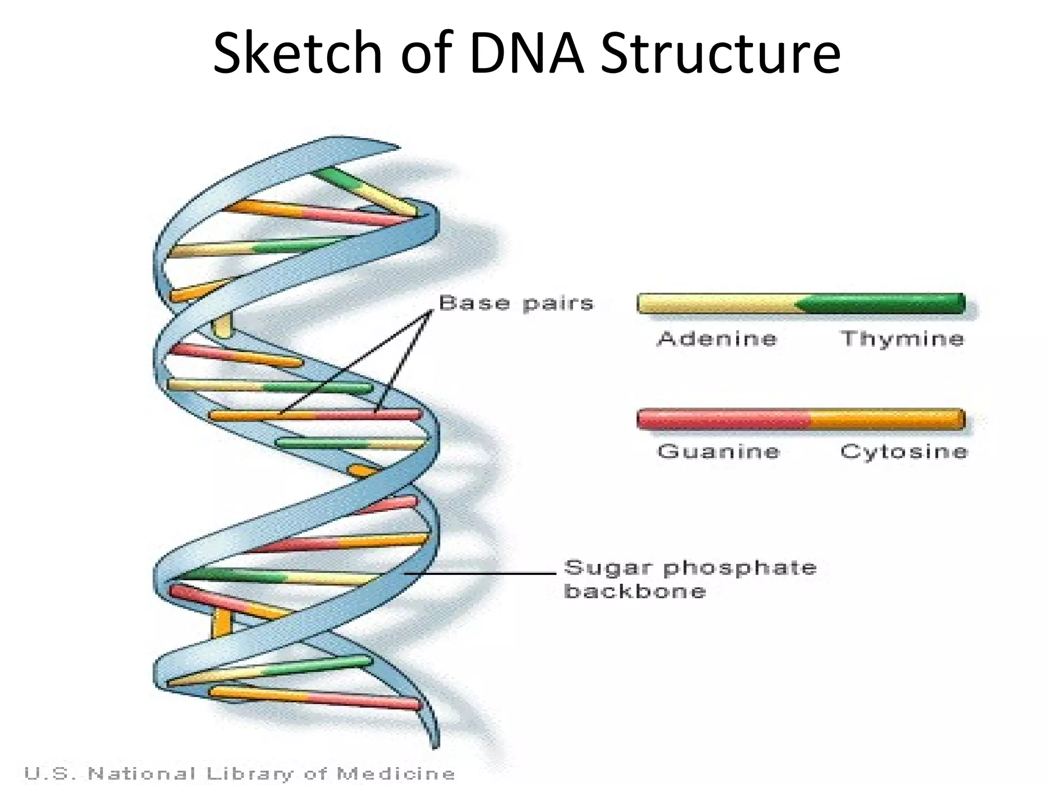 Sketch of DNA | PPT