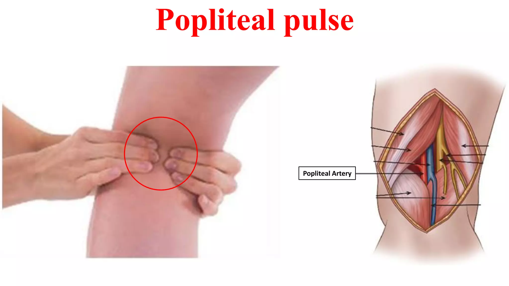 Skill lab 1 (taking pulses) | PDF