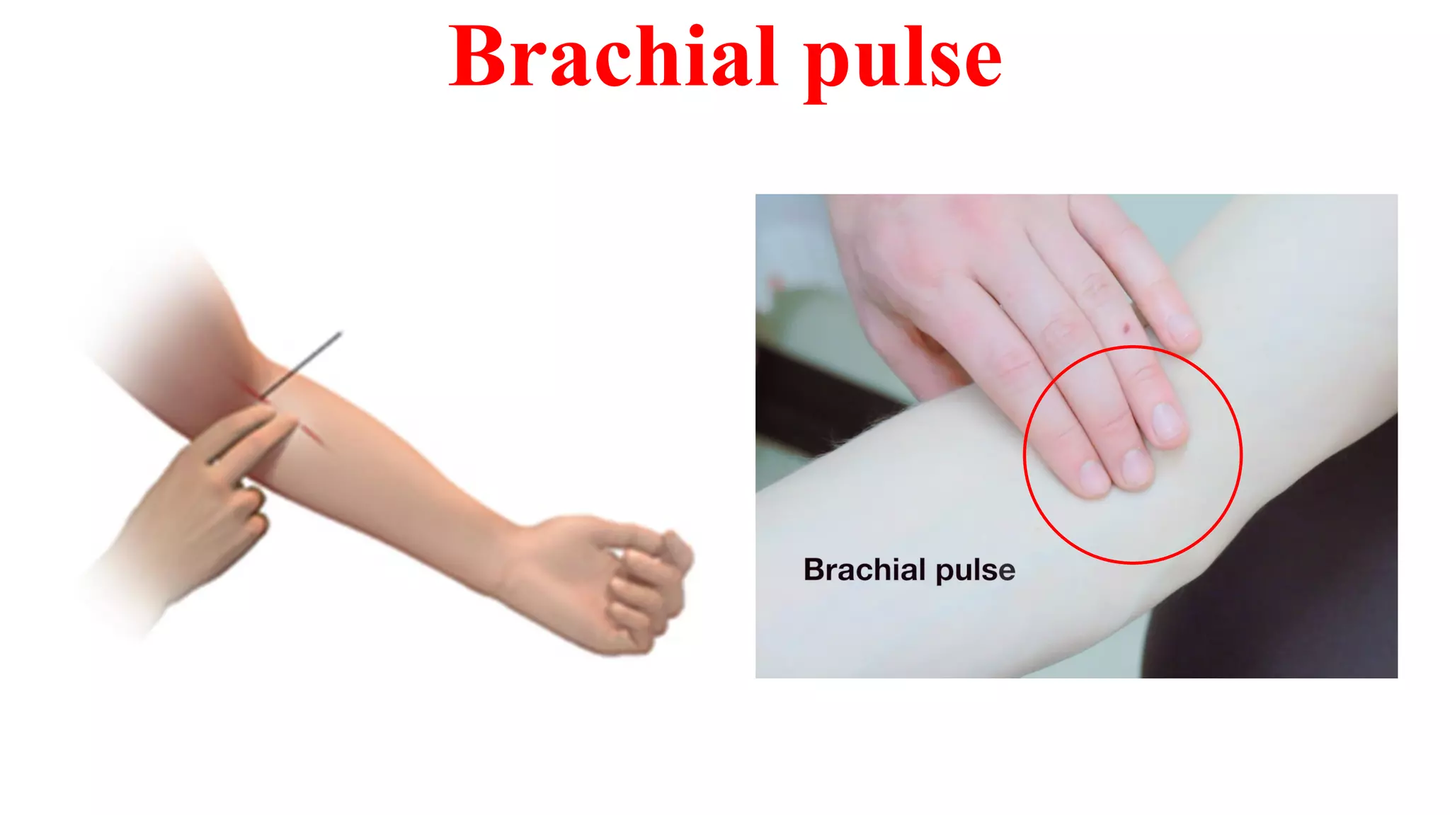 Skill lab 1 (taking pulses) | PDF