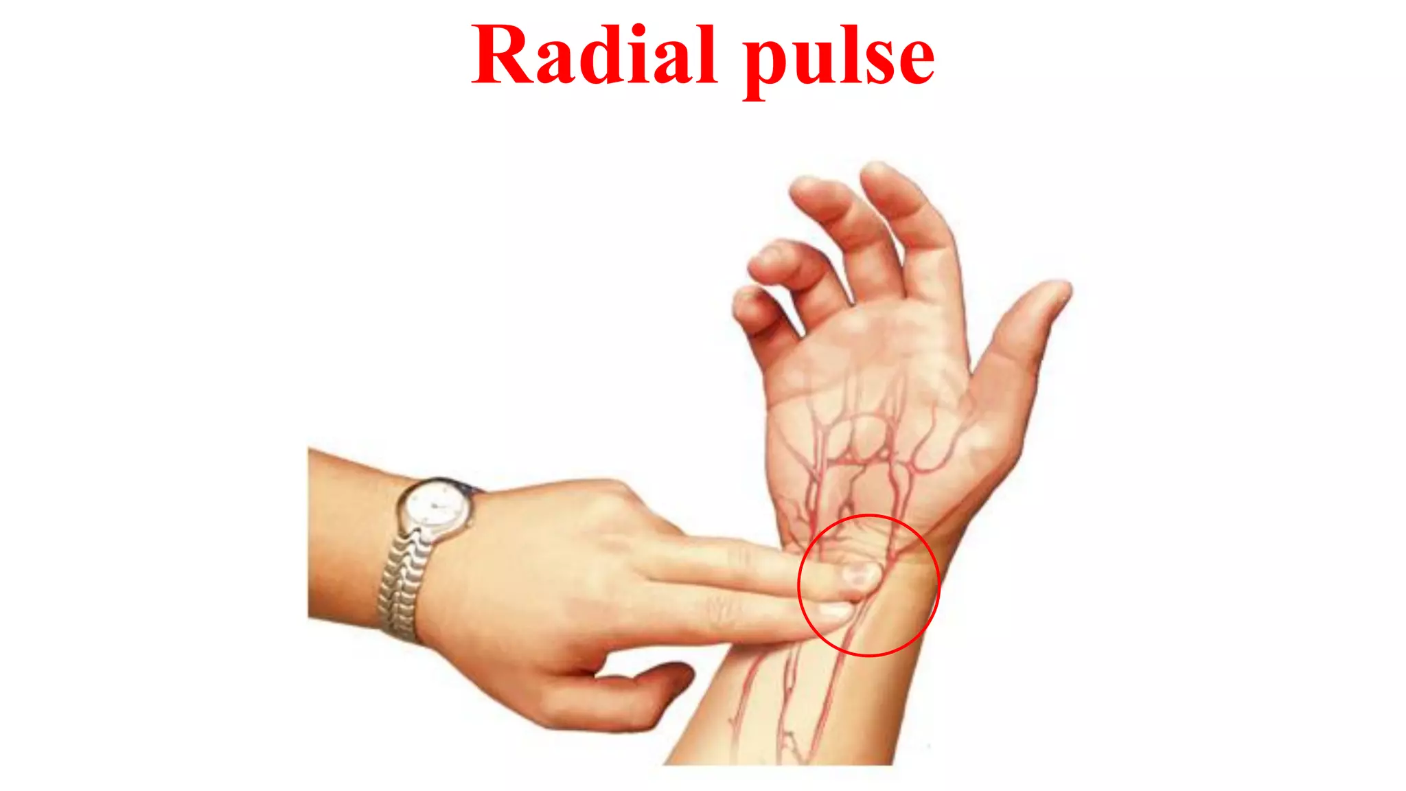 Skill lab 1 (taking pulses) | PDF