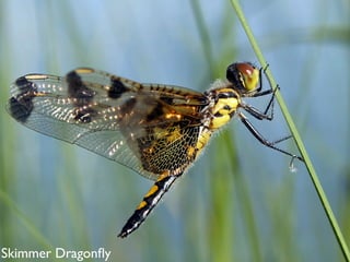 Pond Life | PDF