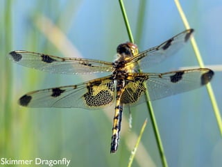Pond Life | PDF