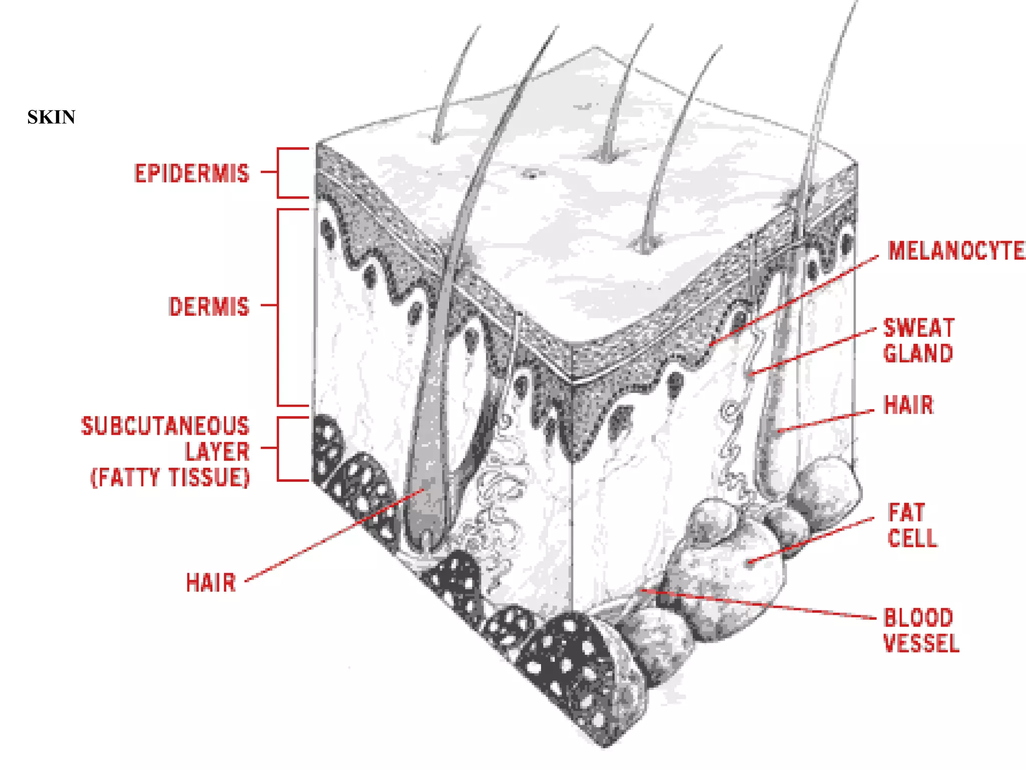 Skin(Integumentary System) | PPT