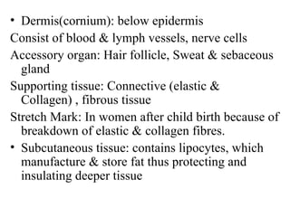 Skin(Integumentary System) | PPT
