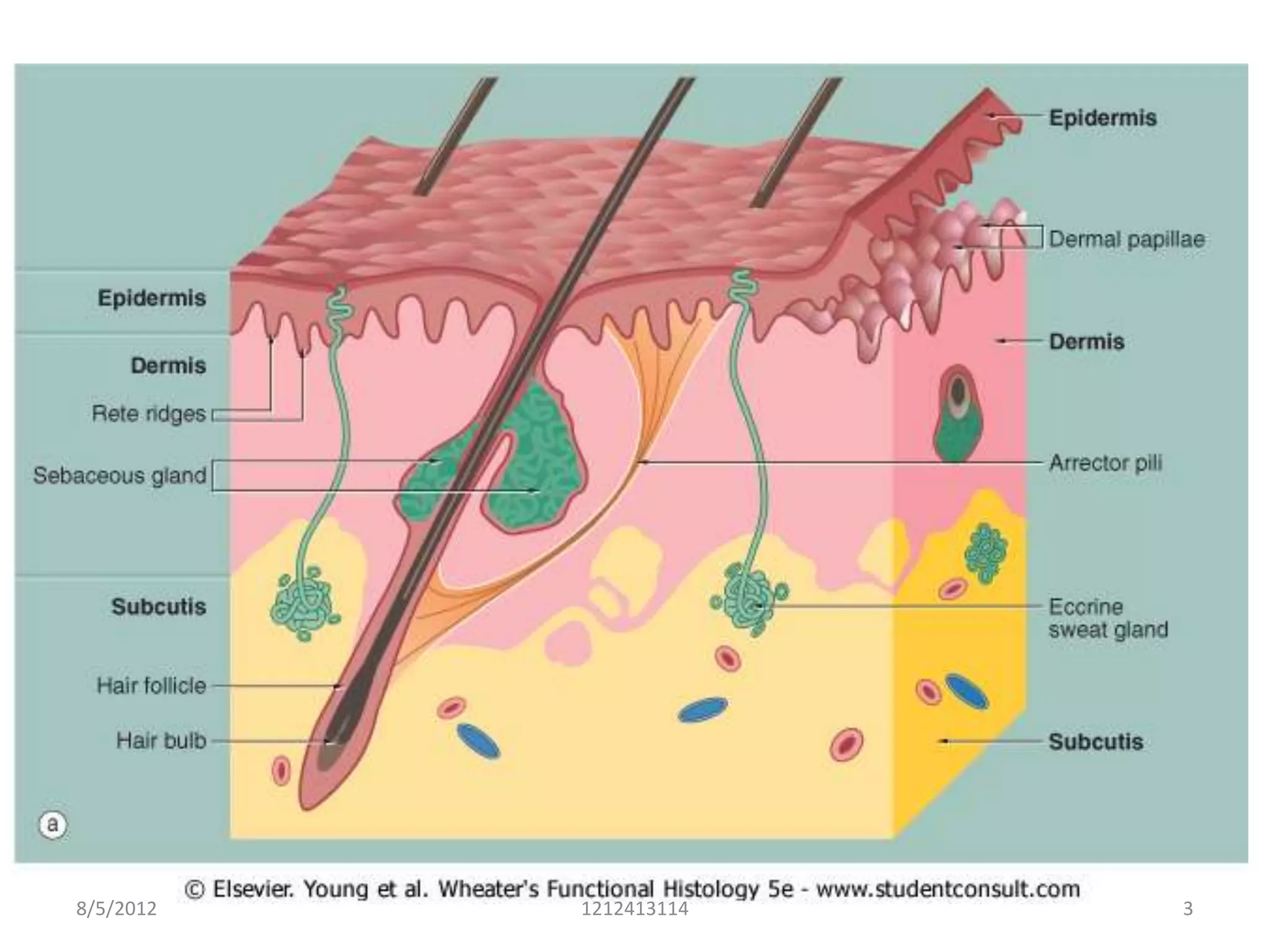 Skin and its appendages | PPTX