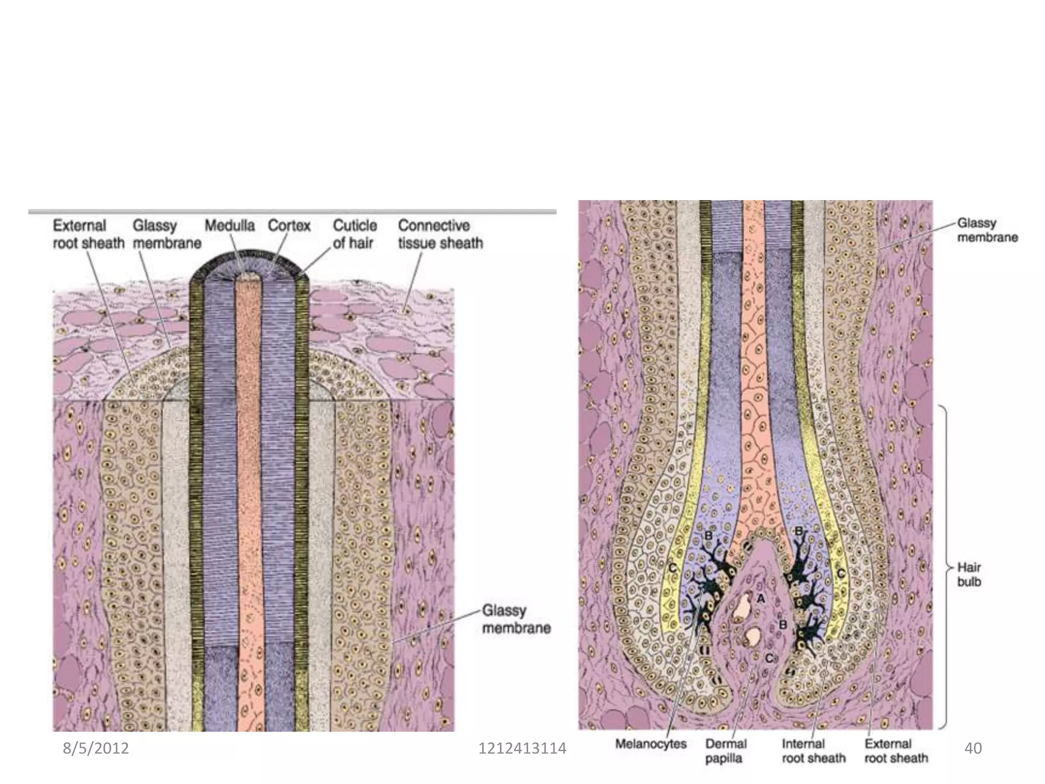 Skin and its appendages | PPTX
