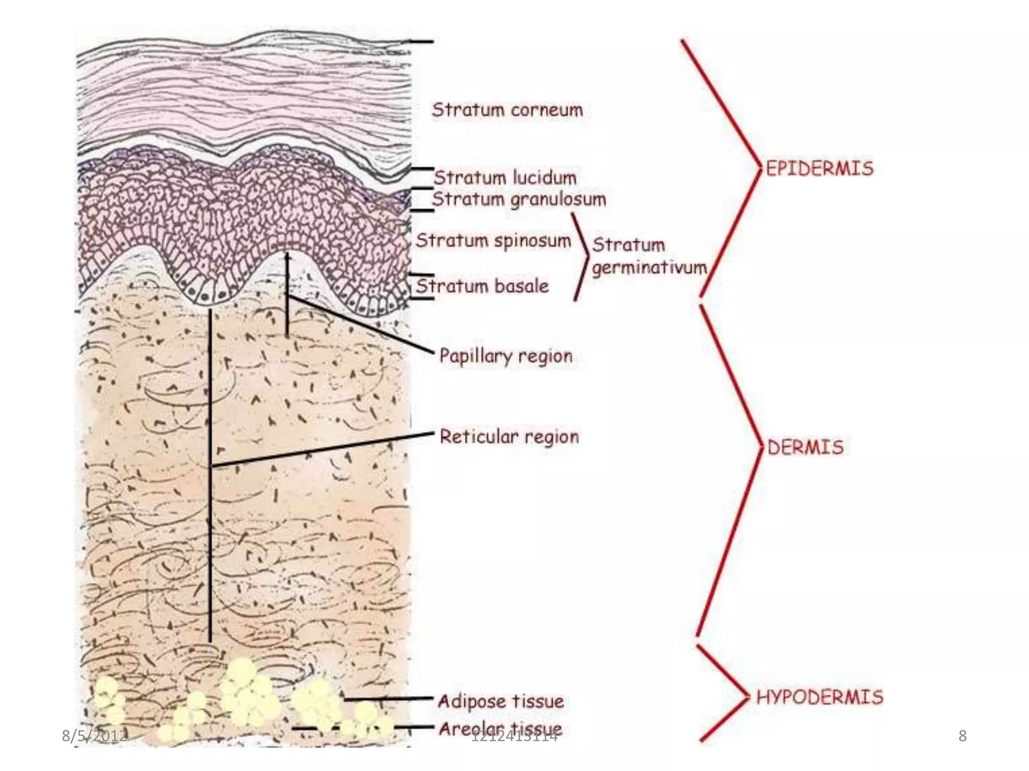 Skin and its appendages | PPTX