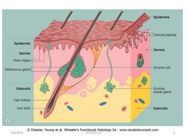 Skin and its appendages | PPTX