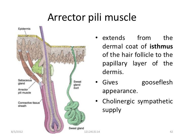 Skin and its appendages