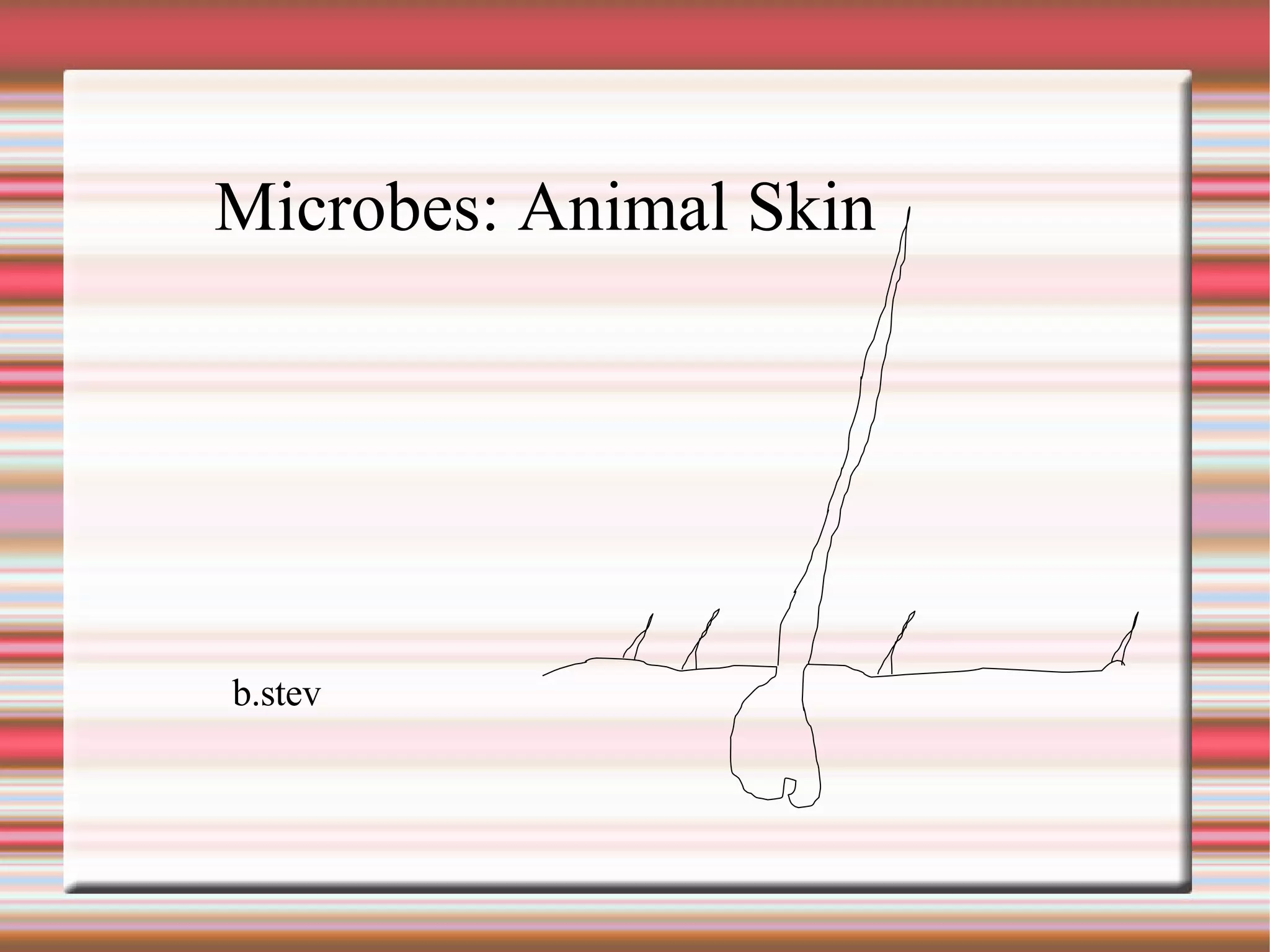 Microbes: Animal Skin | PPT