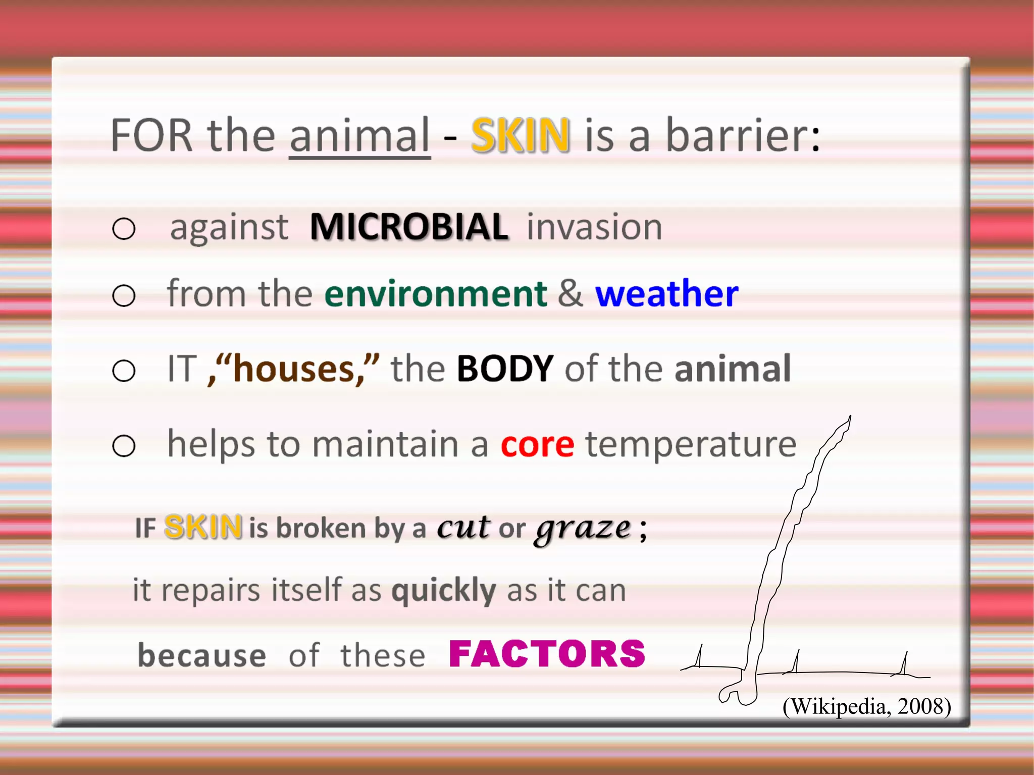 Microbes: Animal Skin | PPT