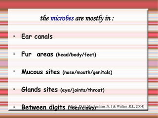 Microbes: Animal Skin | PPT