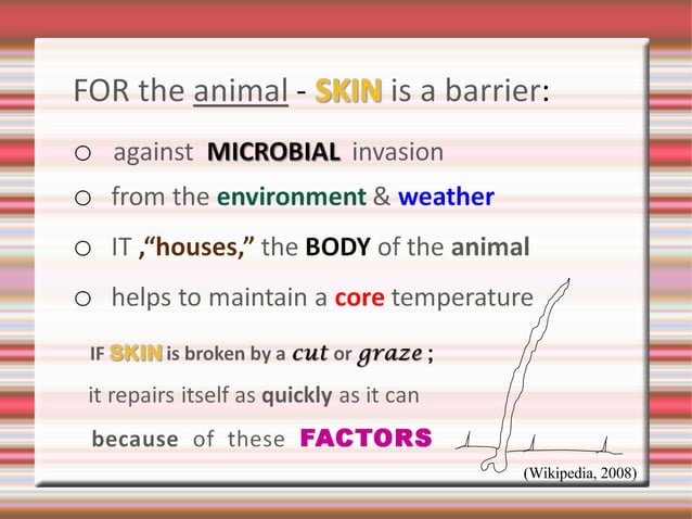 Microbes: Animal Skin | PPT