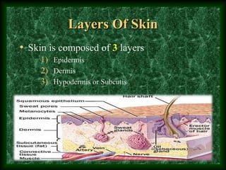 Skin (Comparison b/w Dog,Cow,Horse' Skin) | PPT