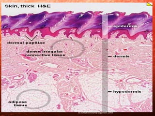Skin Examination | PPTX