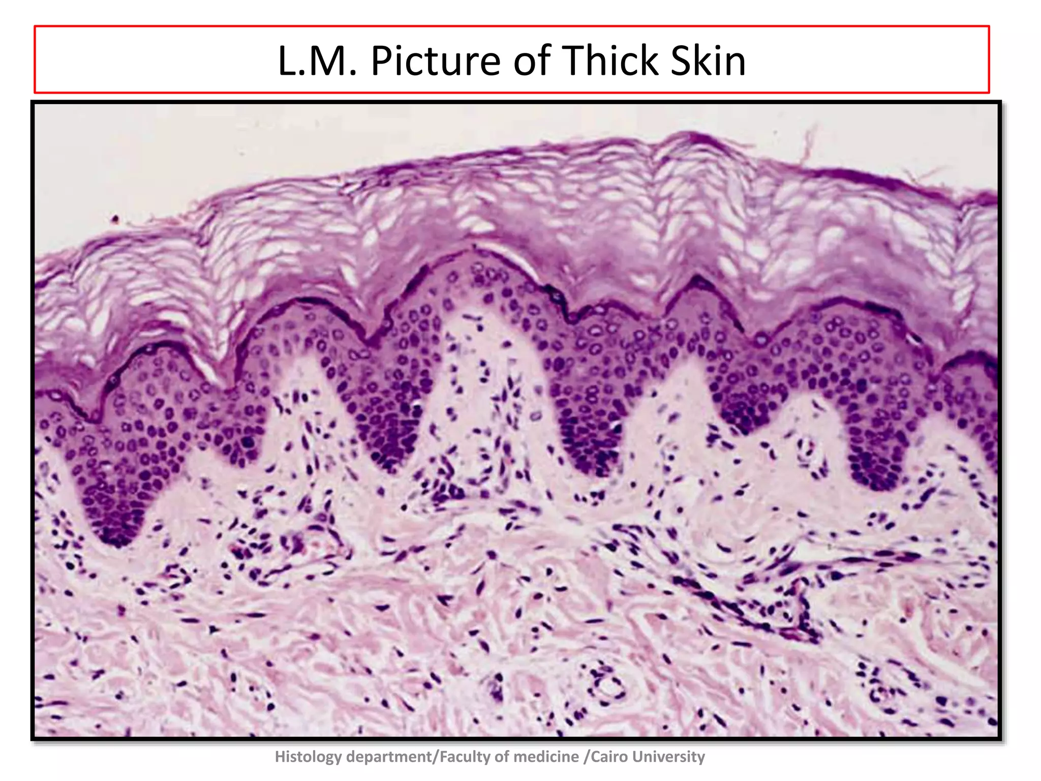 Skin - Prac. Histology | PPTX