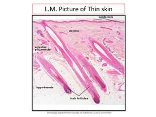 Skin - Prac. Histology | PPTX
