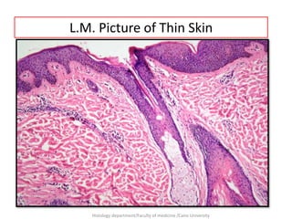 Skin - Prac. Histology | PPTX