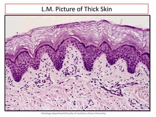 Thick Skin Histology
