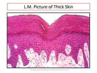Thick Skin Histology