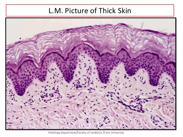 Histology Of Skin