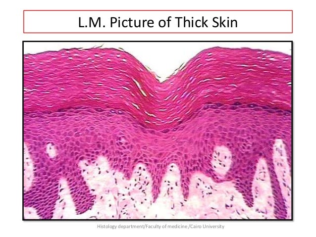 Skin - Prac. Histology