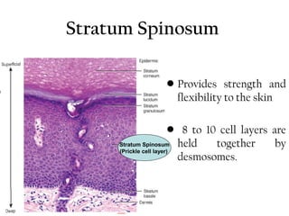 Skin anatomy & physiology for ayush students | PPT